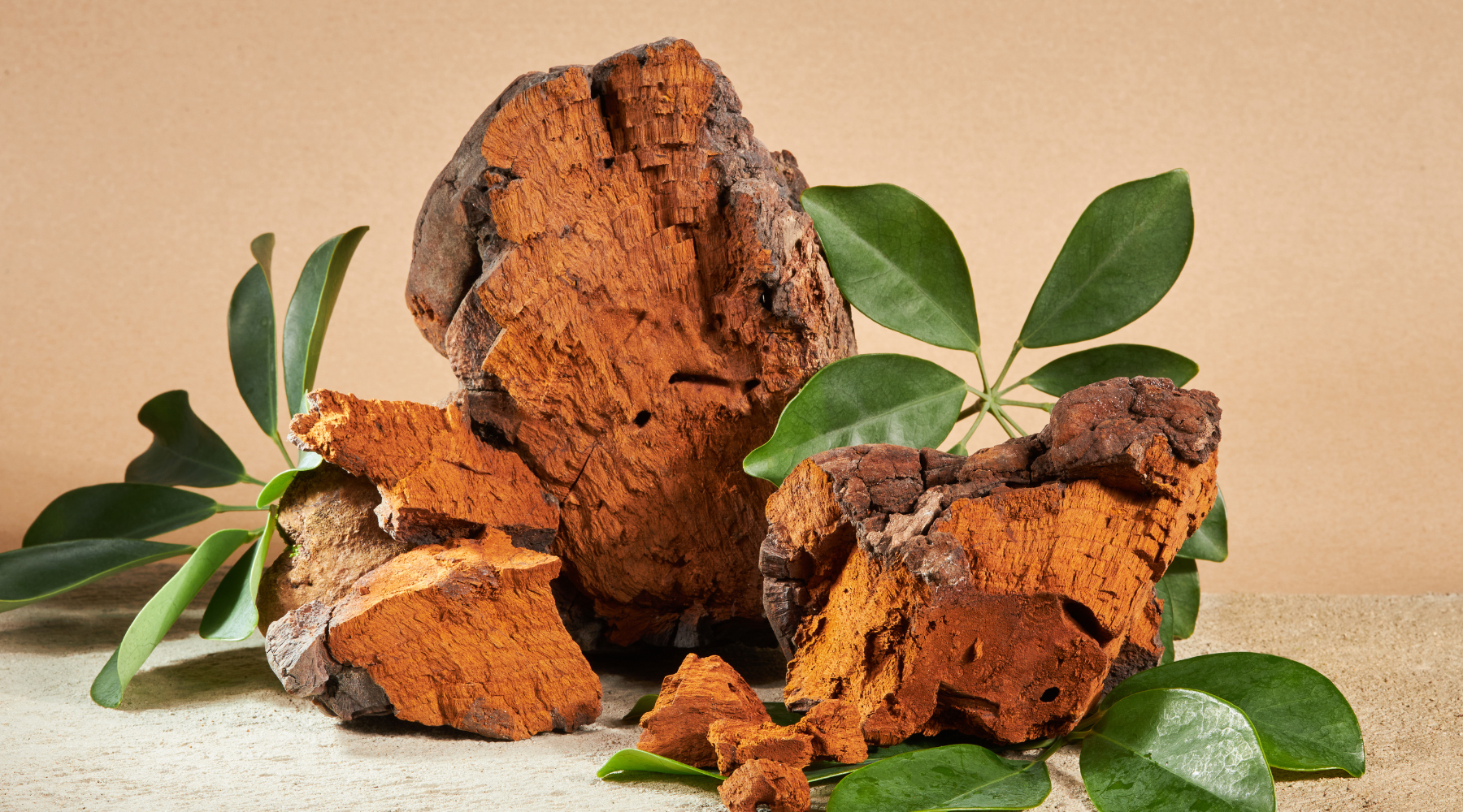 Exploring the Enigmatic World of Chaga: History, Medicinal Uses, and ...
